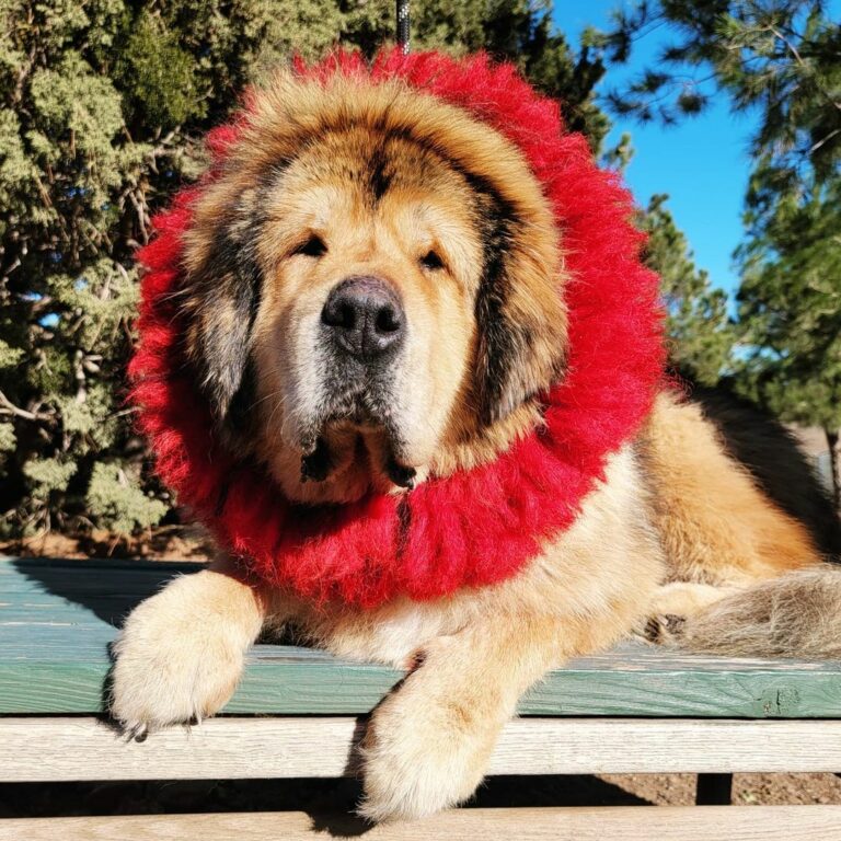 13 Best Tibetan Mastiff Breeders In The U.S.