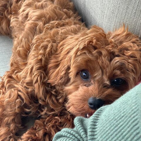 Cavapoo Colors: 11 Coat Colors You’ll Fall For