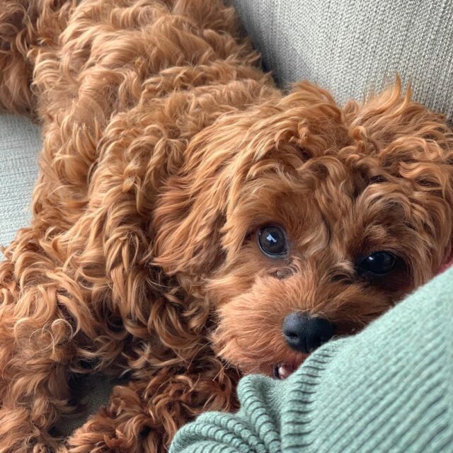 Cavapoo Colors: 11 Coat Colors You’ll Fall For