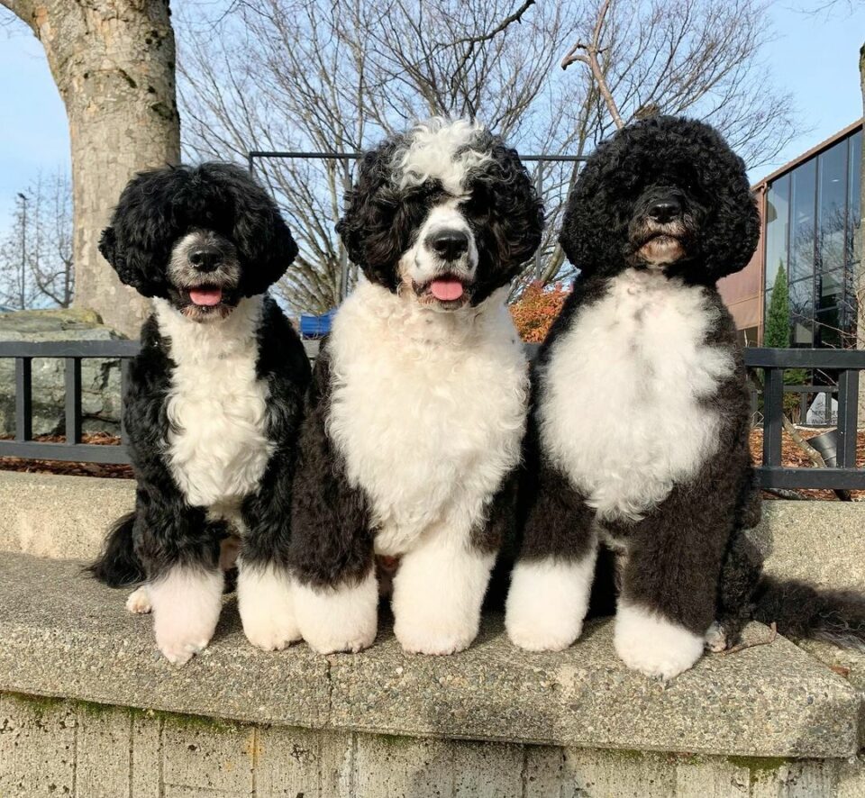 15+ Big Fluffy Dog Breeds That Are Made For Cuddling