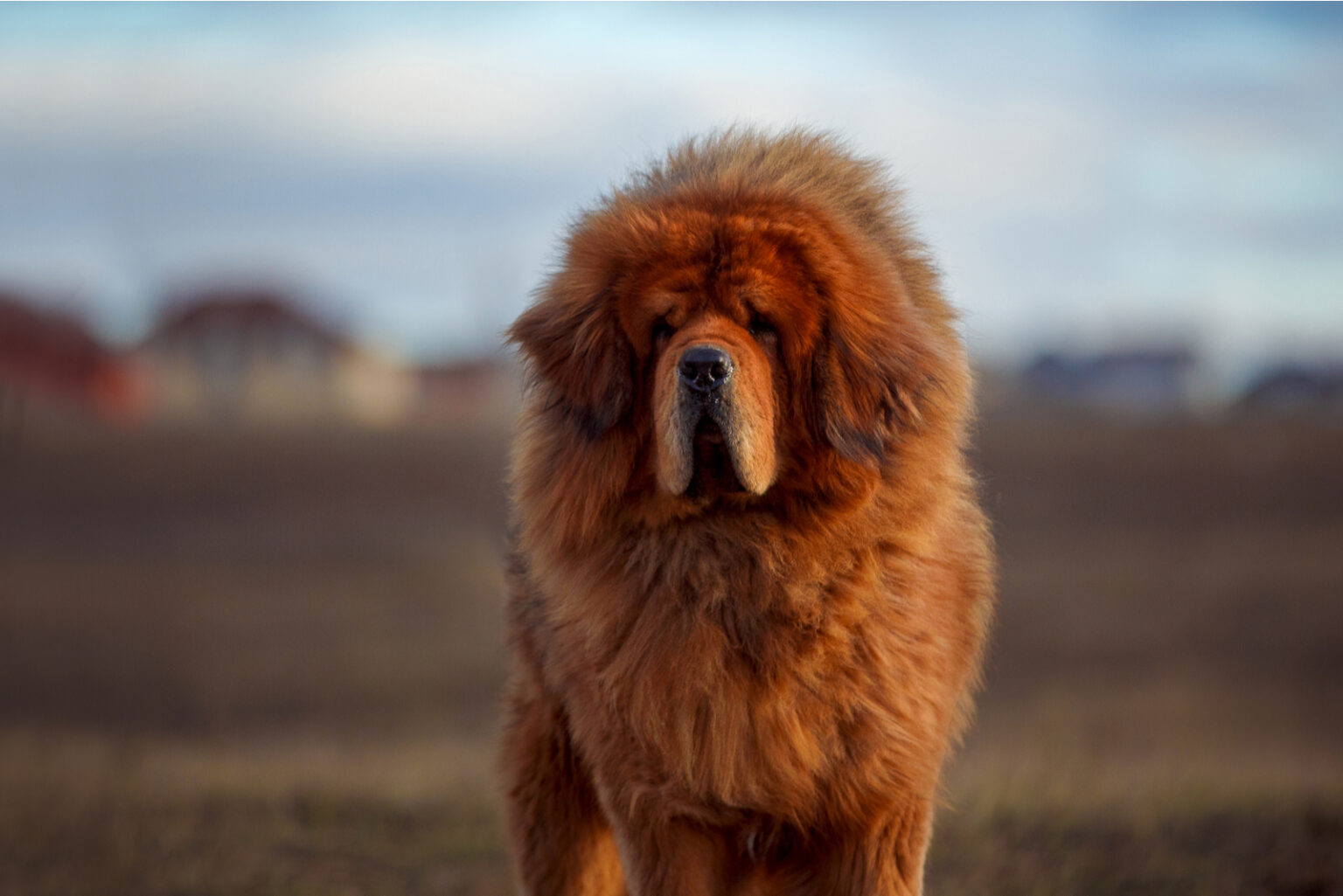 13 Best Tibetan Mastiff Breeders In The U.S.