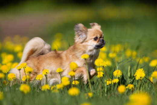 31 Small Fluffy Dog Breeds That’ll Make You Gasp For Air