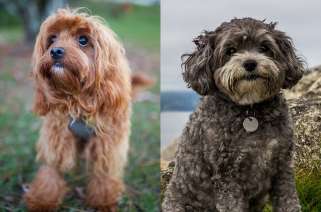 Cavapoo Vs Maltipoo: So Similar, But So Different