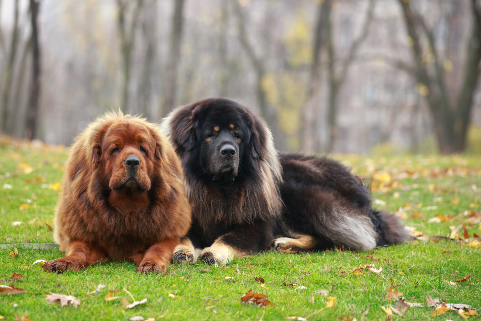 13 Best Tibetan Mastiff Breeders In The U.S.