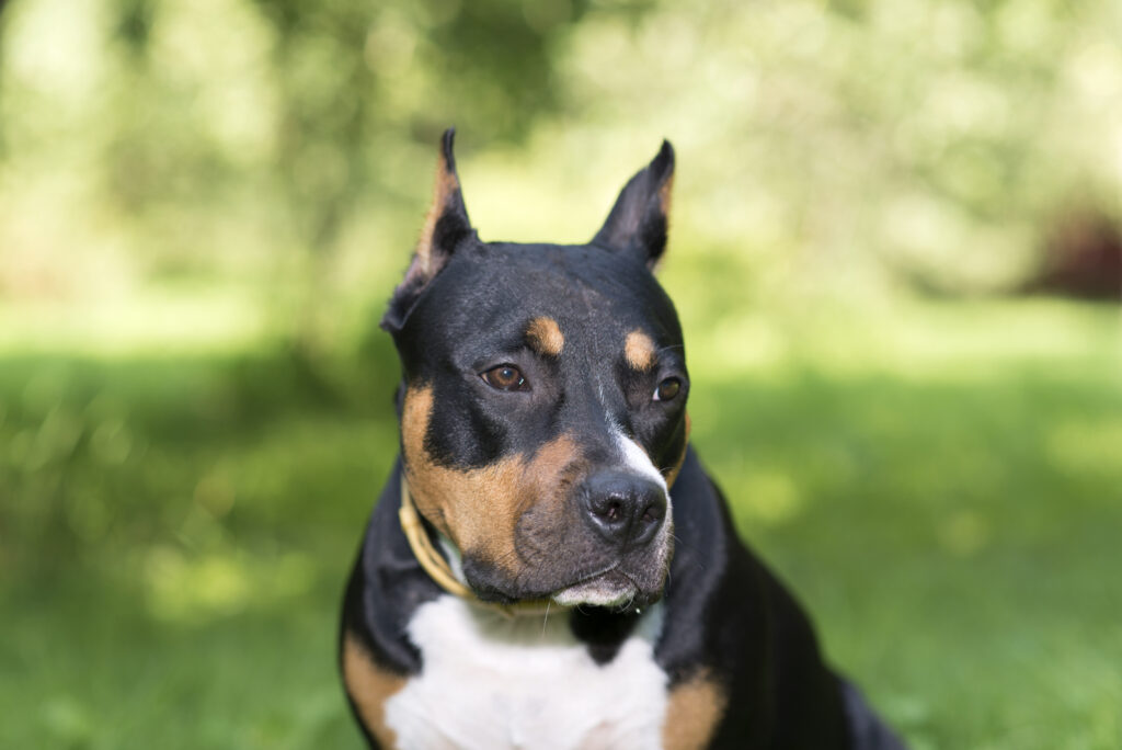 Rottweiler Cropped Ears: Is It Really Necessary?