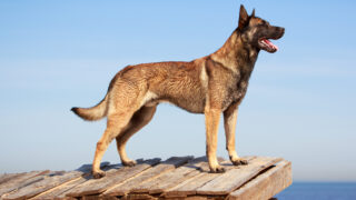 Belgian Malinois Growth Chart: When Do Mals Stop Growing?