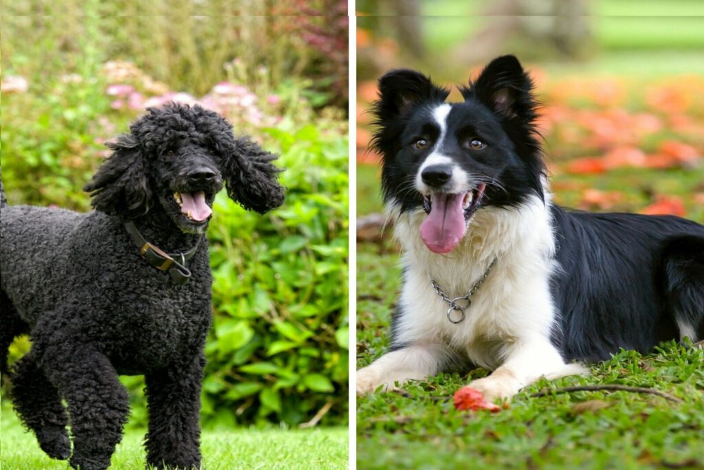 Border Collie Poodle Mix: Characteristics Of The Bordoodle