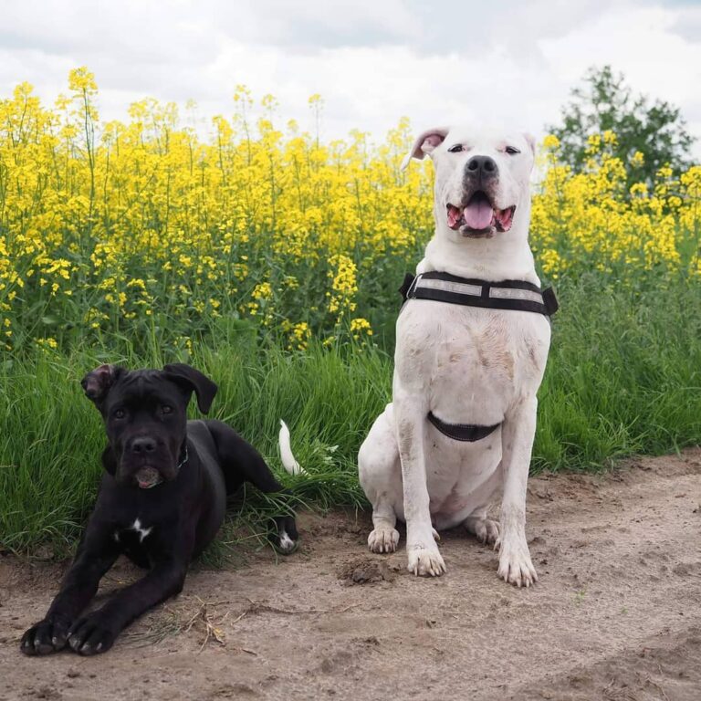 Cane Corso Dogo Argentino Mix