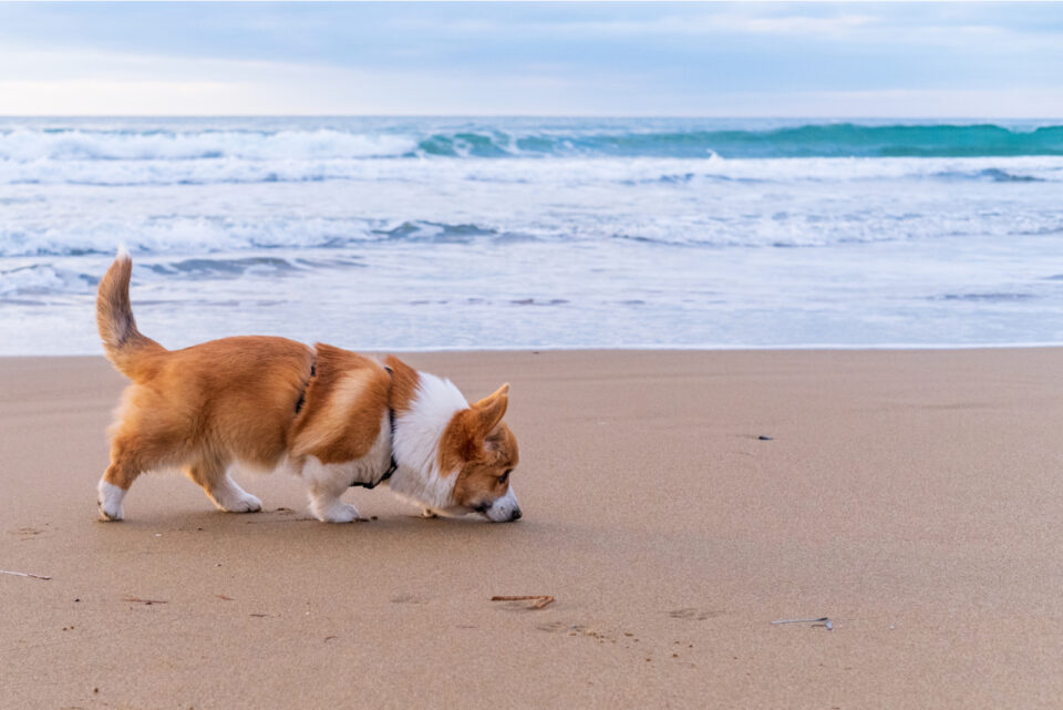7 Corgi Breeders In Florida: Where To Find This Sweet Dog