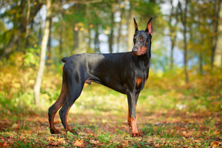 Doberman Growth Chart: Growing Up Healthy