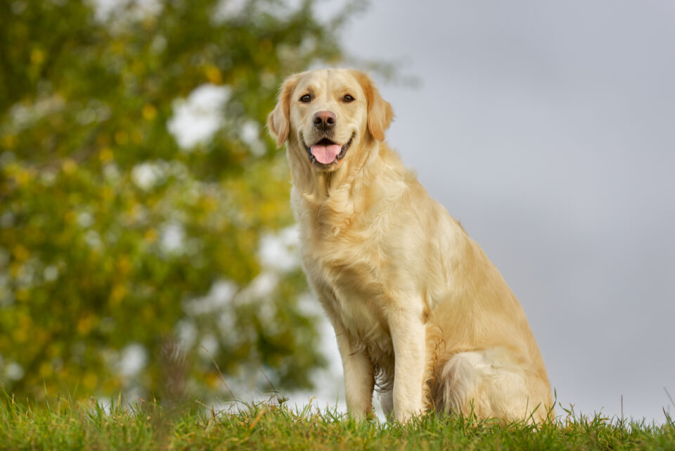 Top 7 Best Field Golden Retriever Breeders In The U.S.