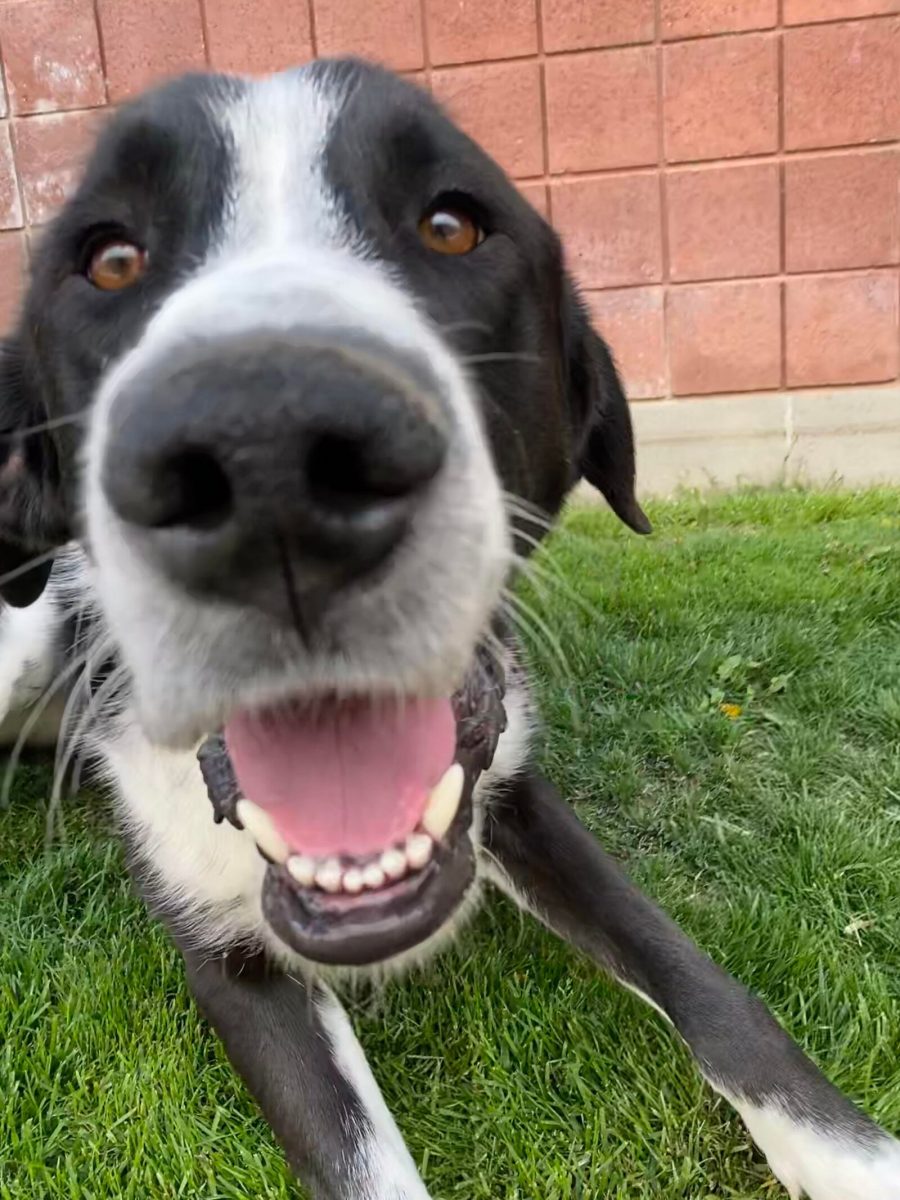 40 Incredible Great Dane Mixes That Will Leave You In Awe