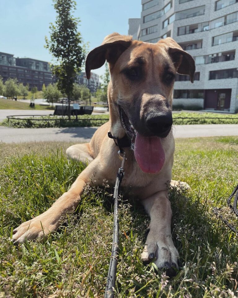 50 Great Dane Mixes: Popular Great Dane Mixed Breeds