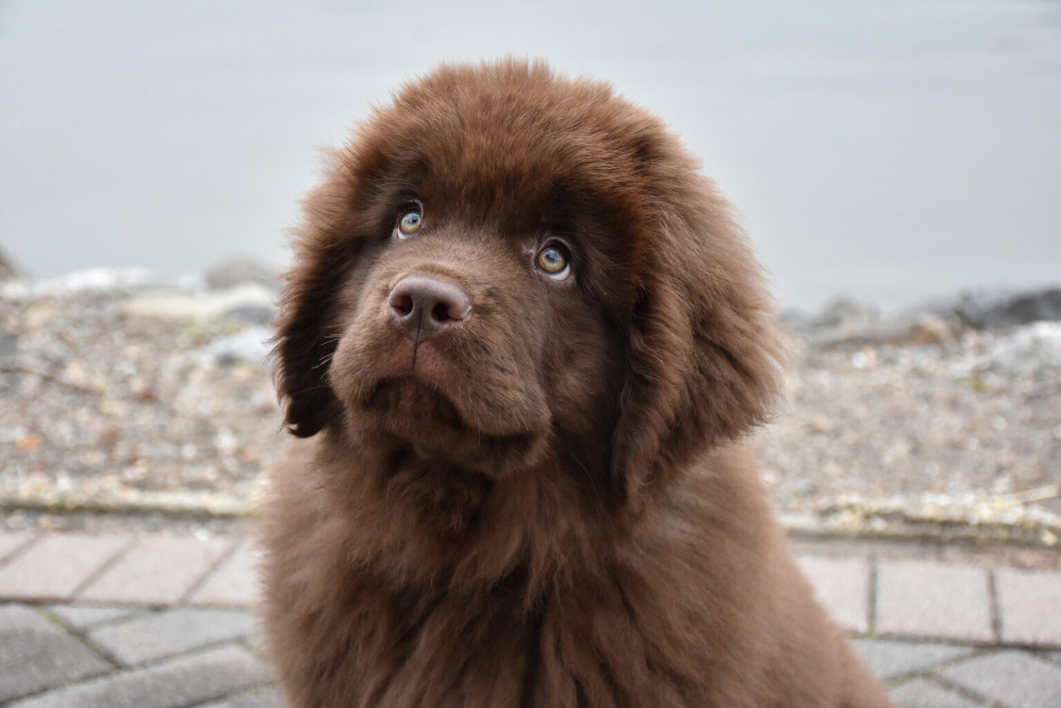 The 10 Best Dog Breeders In Michigan You Never Knew Existed