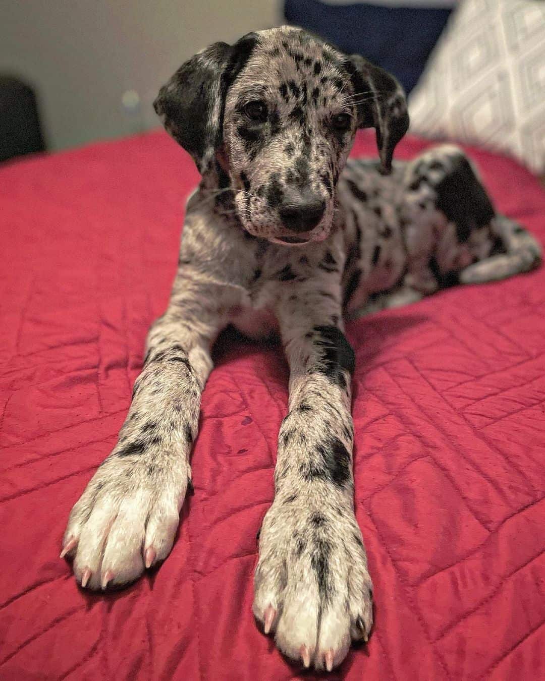Great Dane Mastiff Mix Puppies
