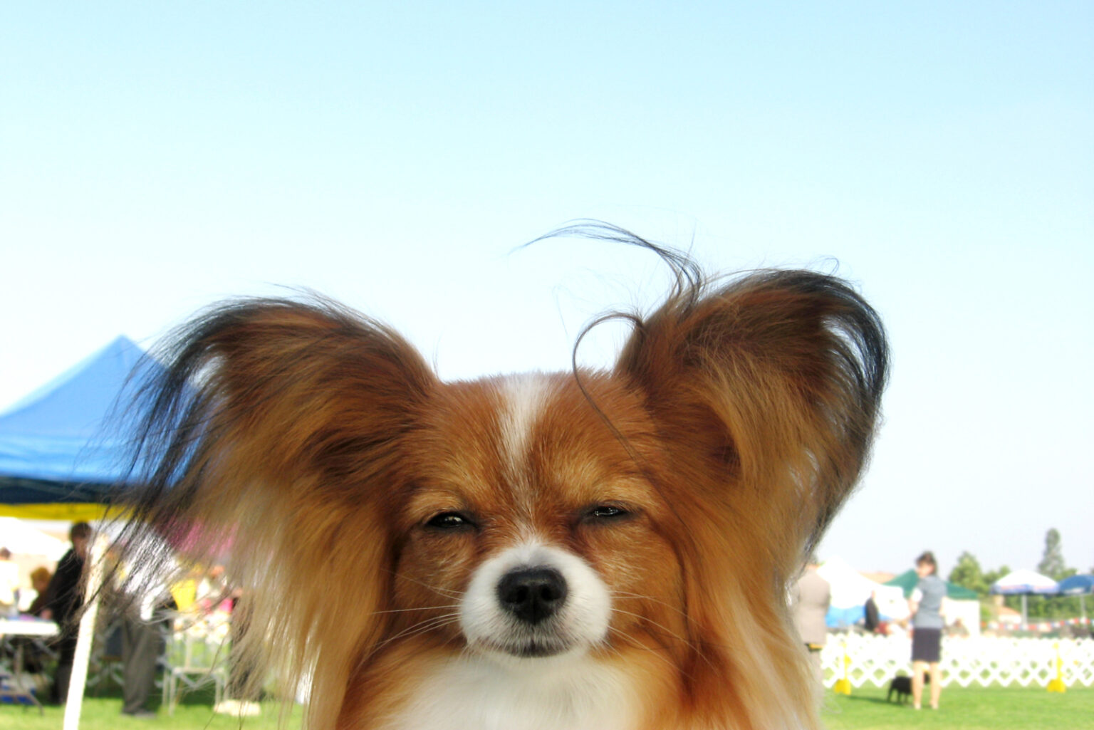 Sassy Girl Dog Names: Over 200 Names For Your Furry Minx