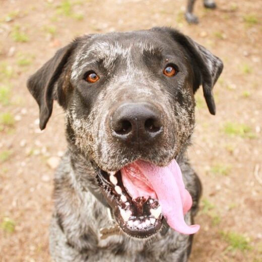 50 Great Dane Mixes: Popular Great Dane Mixed Breeds