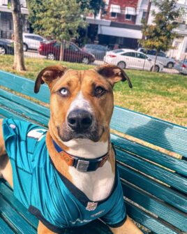 5 American Bully Mixes: Rare Breeds You’ve Got To Love
