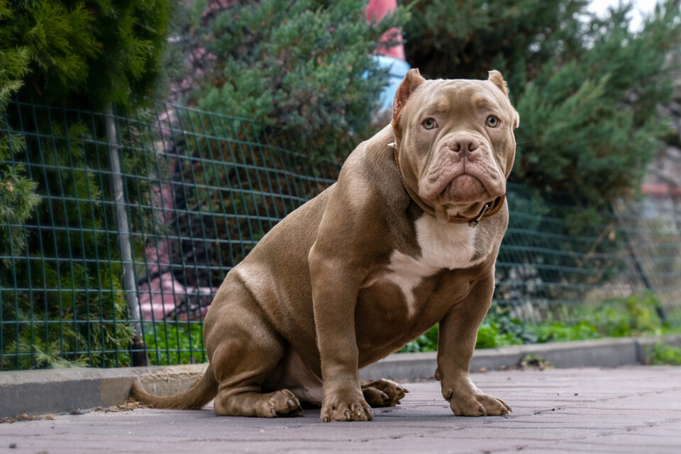 5 American Bully Mixes: Rare Breeds You’ve Got To Love