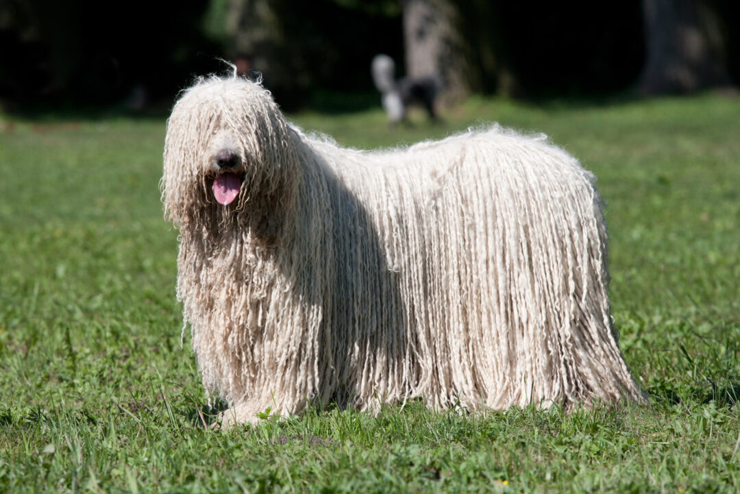 14 Shaggy Dog Breeds Hiding Behind Those Curtains