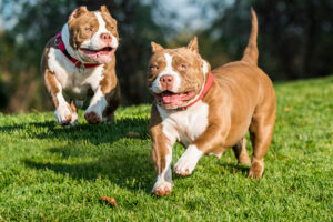 5 American Bully Mixes: Rare Breeds You’ve Got To Love