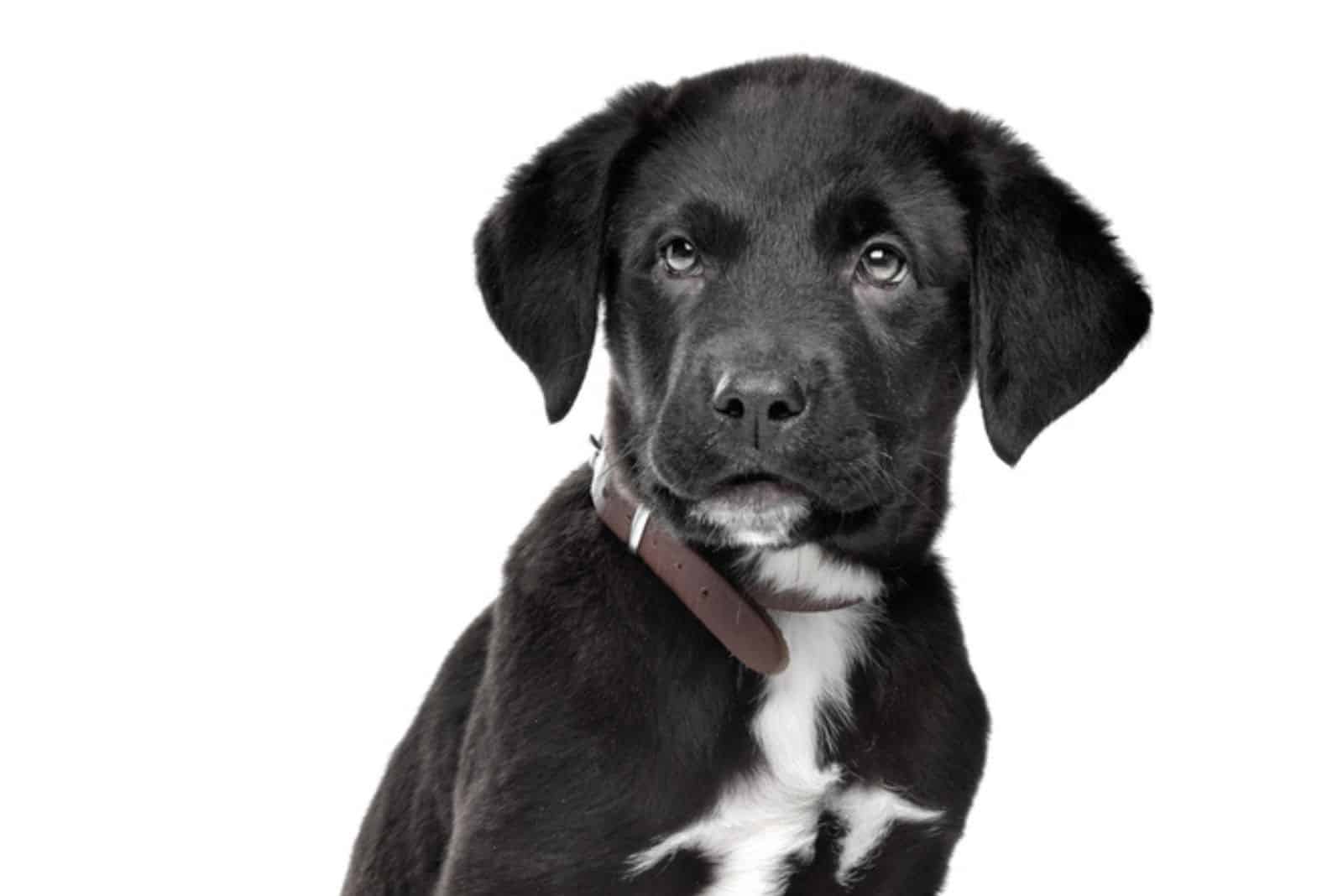 40 Incredible Great Dane Mixes That Will Leave You In Awe