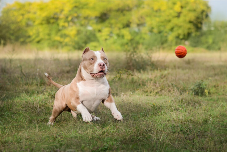 Pocket Bully: A Guide To This American Bully Dog Breed