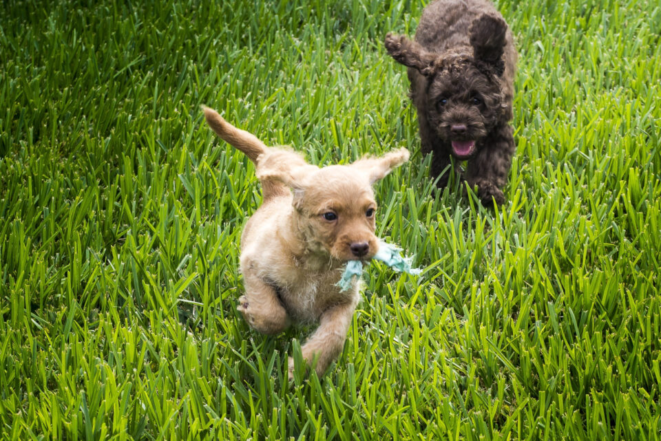 Mini Australian Labradoodle - The Cutest Doodle Out There