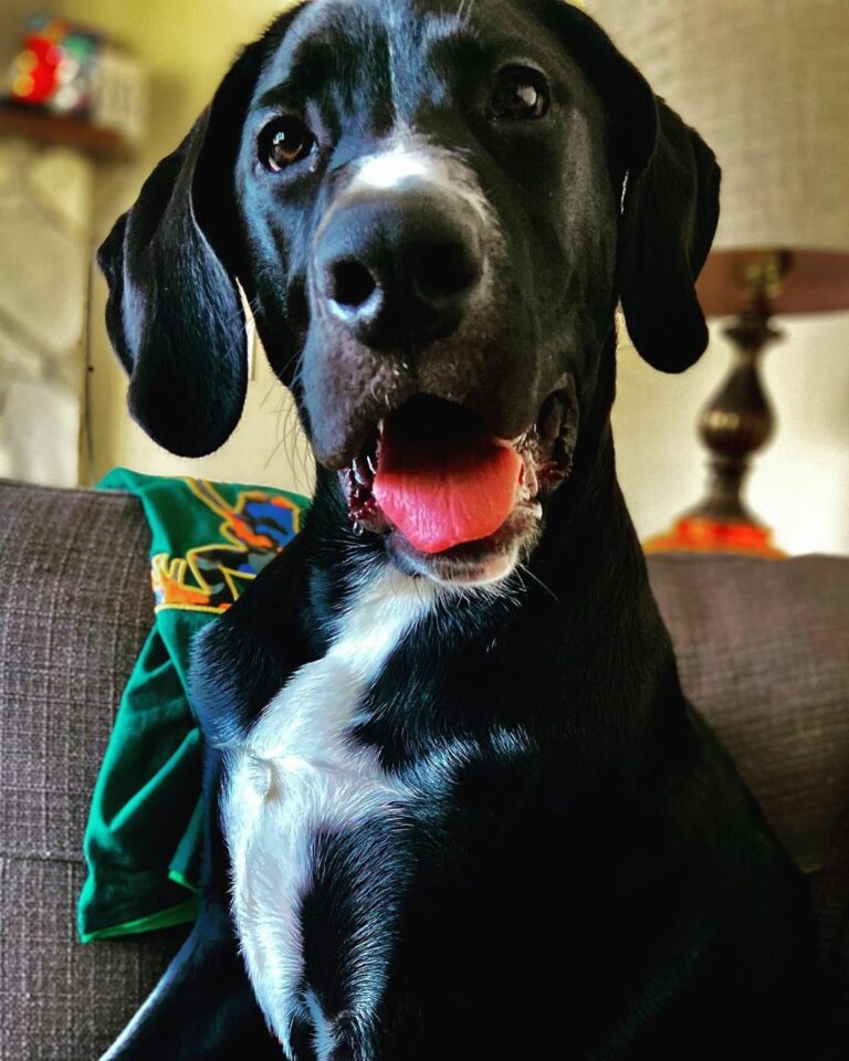 50 Great Dane Mixes: Popular Great Dane Mixed Breeds