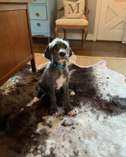 50 Great Dane Mixes: Popular Great Dane Mixed Breeds