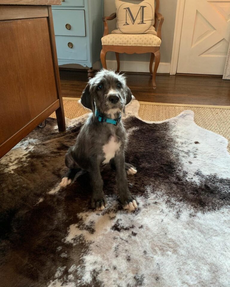 50 Great Dane Mixes: Popular Great Dane Mixed Breeds