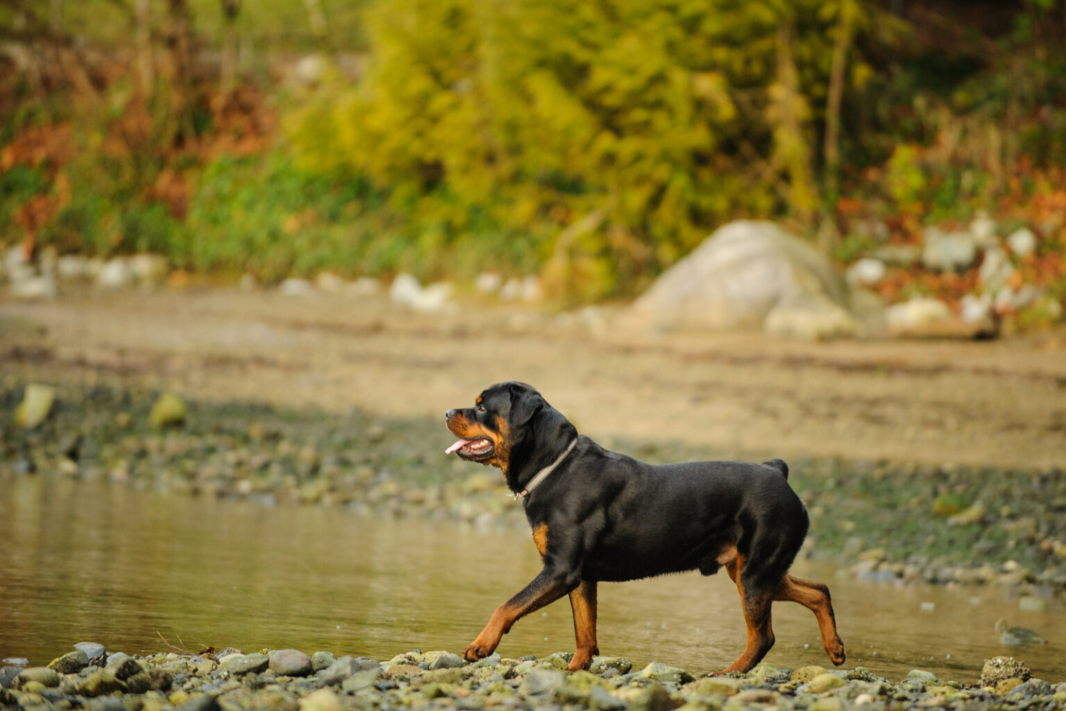 Rottweiler Cropped Ears: Is It Really Necessary?