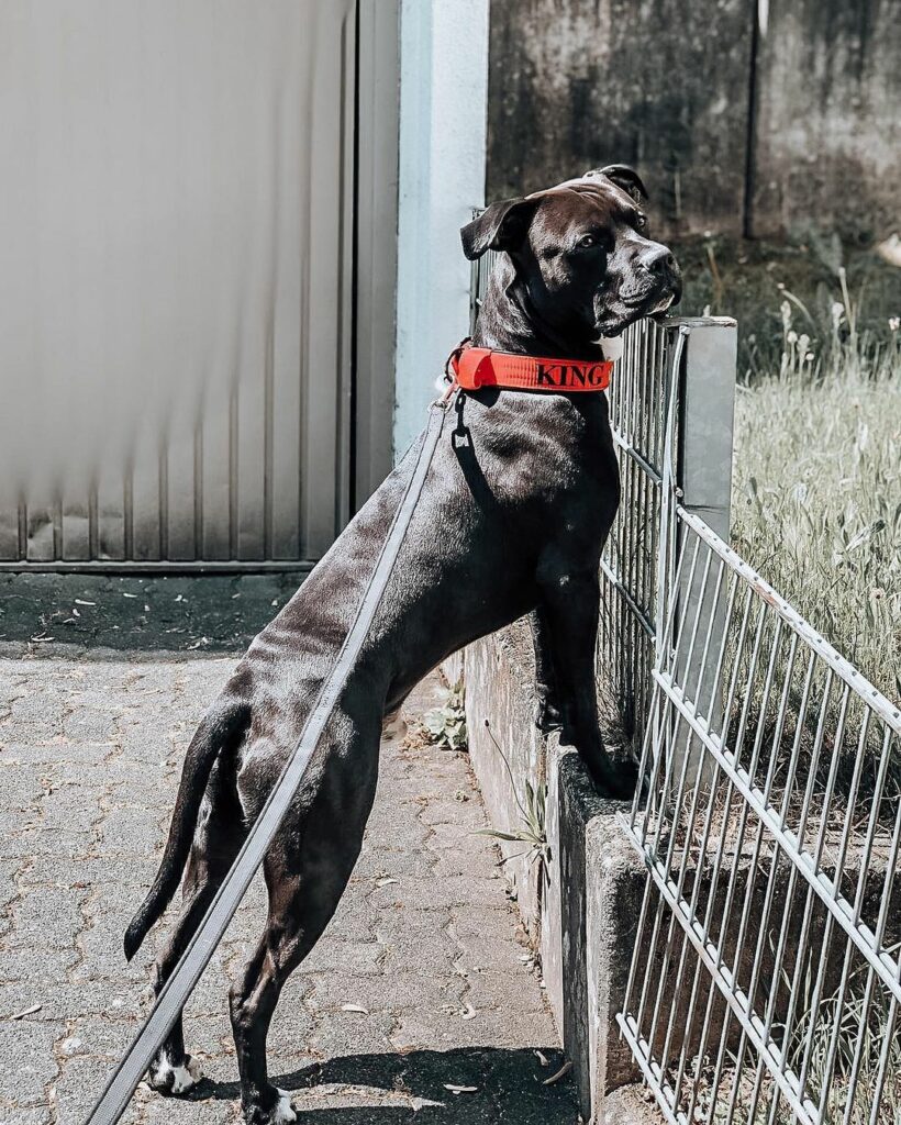 Cane Corso Presa Canario Mix: A Word On This Unusual Hybrid