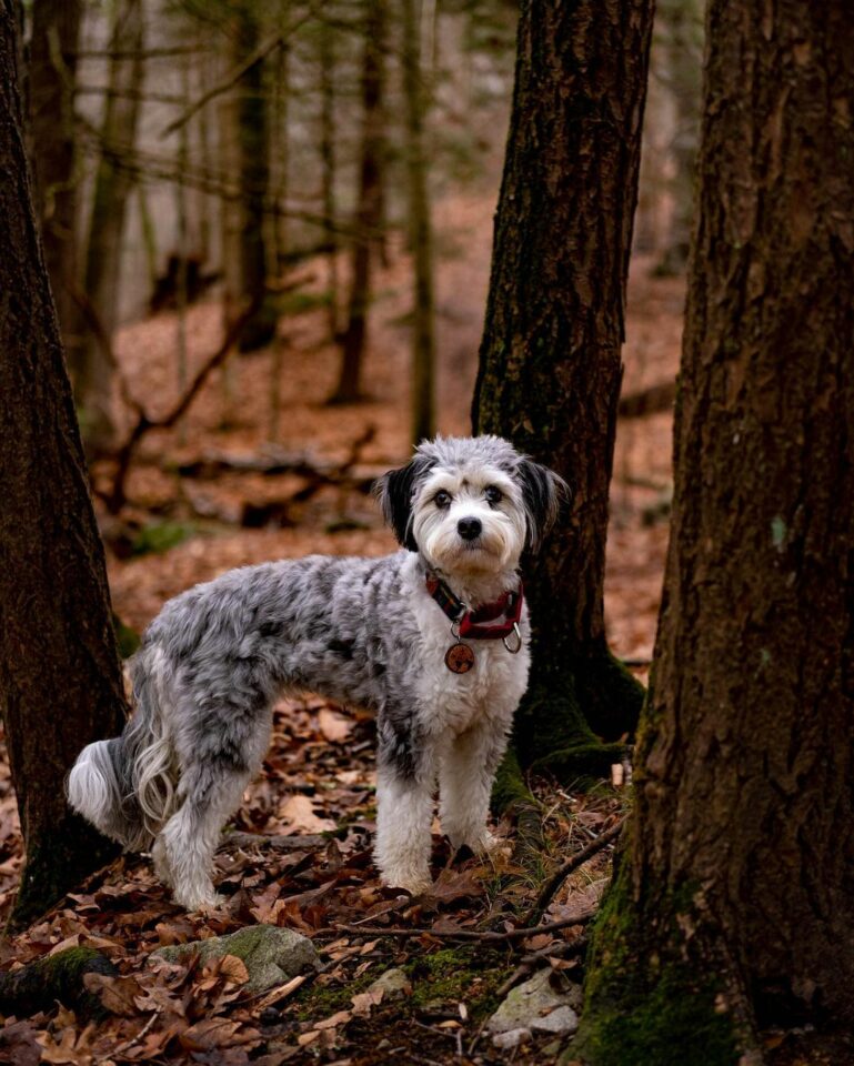Blue Merle Aussiedoodle: The People's Choice