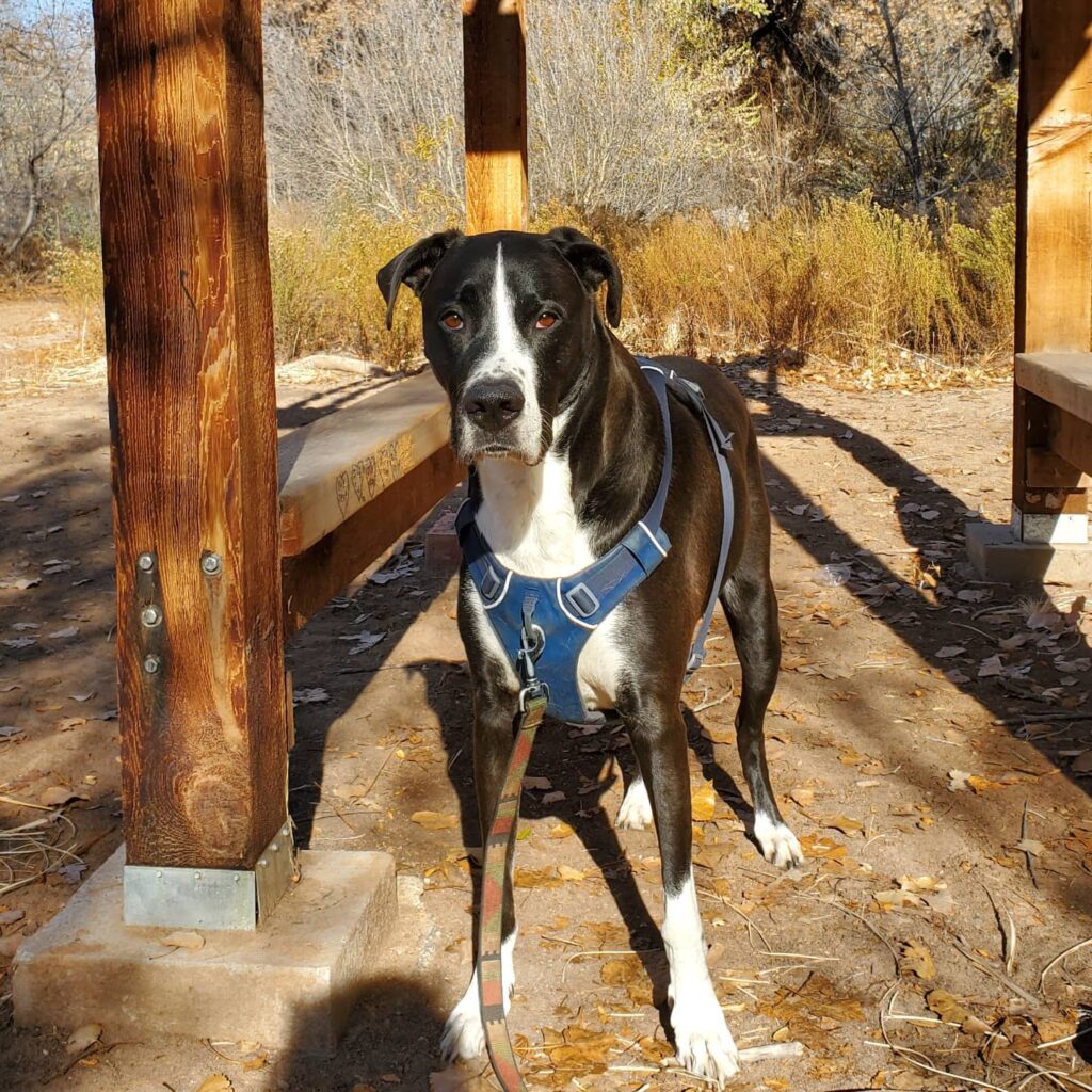 50 Boxer Mixes: Unique Crossbreeds You Didn't Know Existed