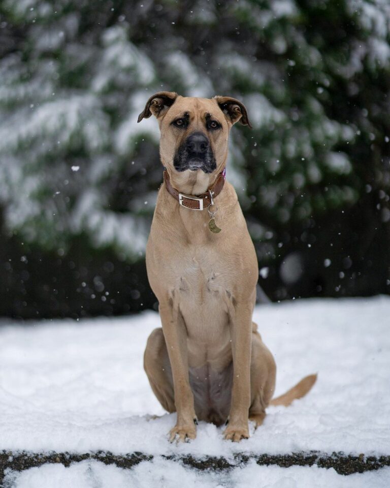 50 Boxer Mixes: Unique Crossbreeds You Didn't Know Existed