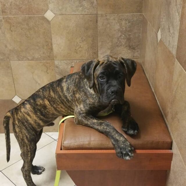 50 Boxer Mixes: Unique Crossbreeds You Didn't Know Existed