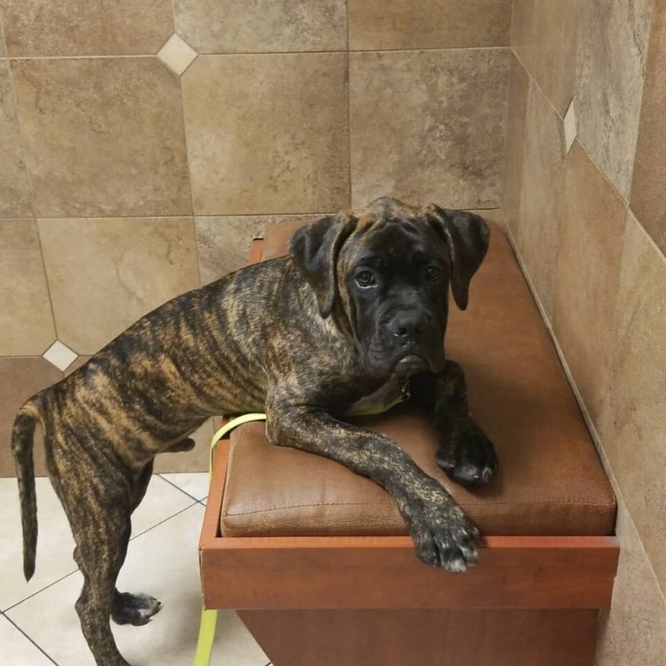 50 Boxer Mixes: Unique Crossbreeds You Didn't Know Existed