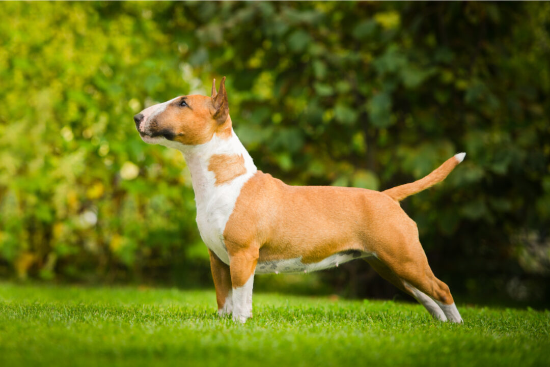 5 Best Bull Terrier Breeders In The U.S.