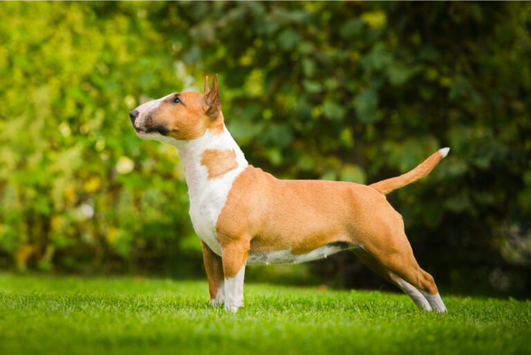 5 Best Bull Terrier Breeders In The U.S.