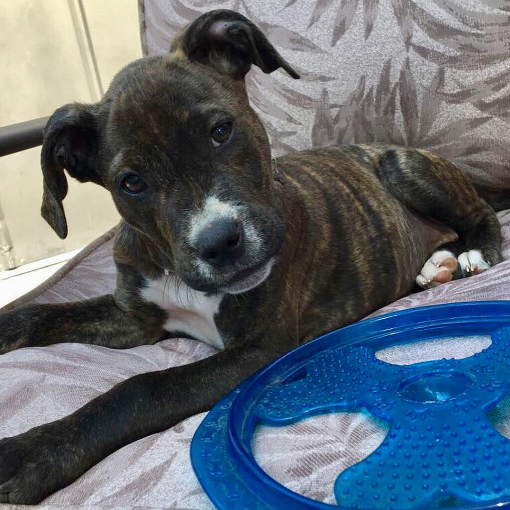 50 Boxer Mixes: Unique Crossbreeds You Didn't Know Existed