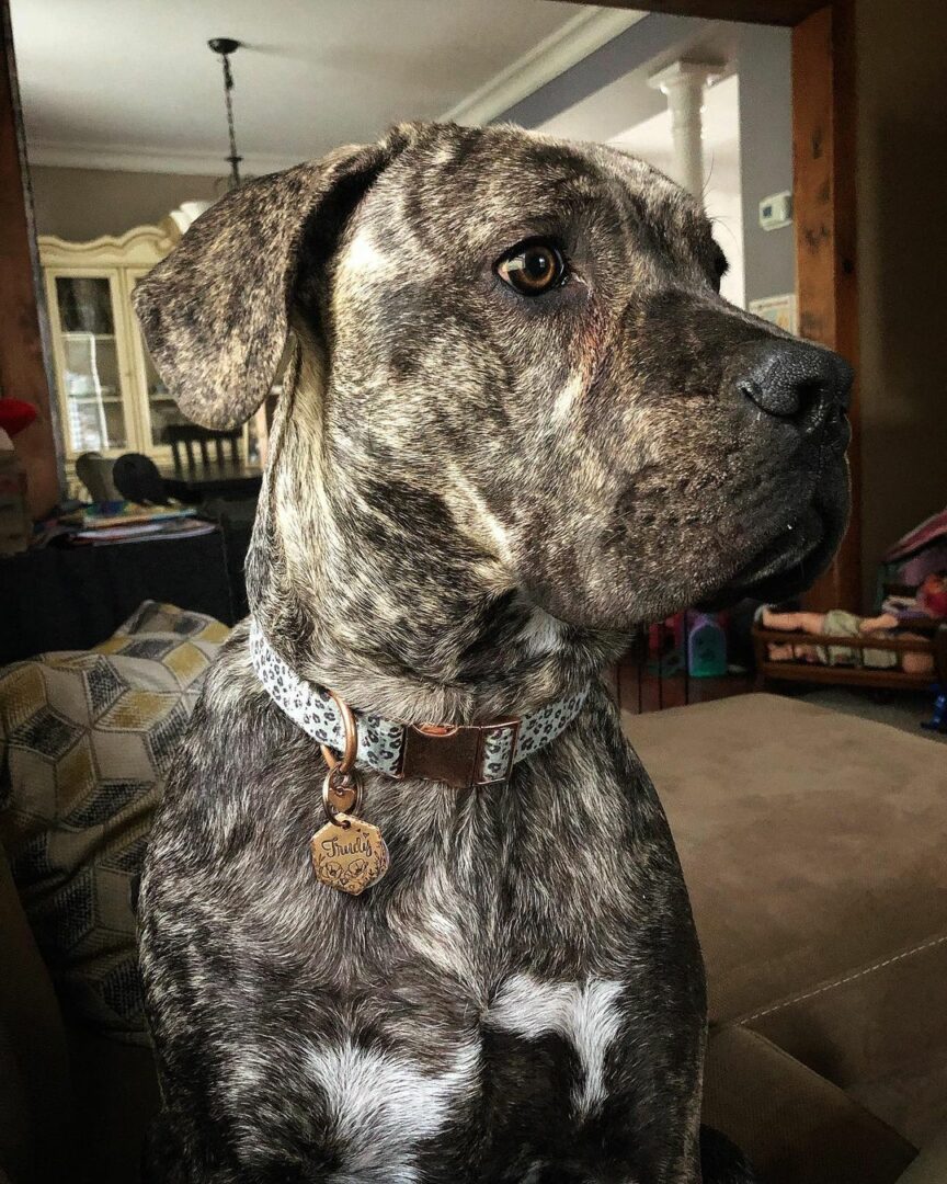 Cane Corso Presa Canario Mix: A Word On This Unusual Hybrid