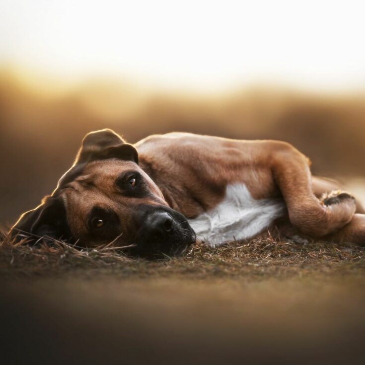 Are Cane Corsos Good Family Dogs? All You Need To Know