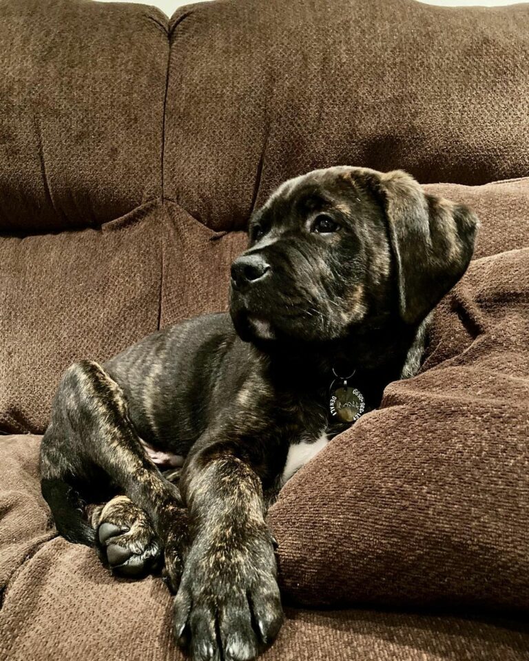 Cane Corso Presa Canario Mix: A Word On This Unusual Hybrid