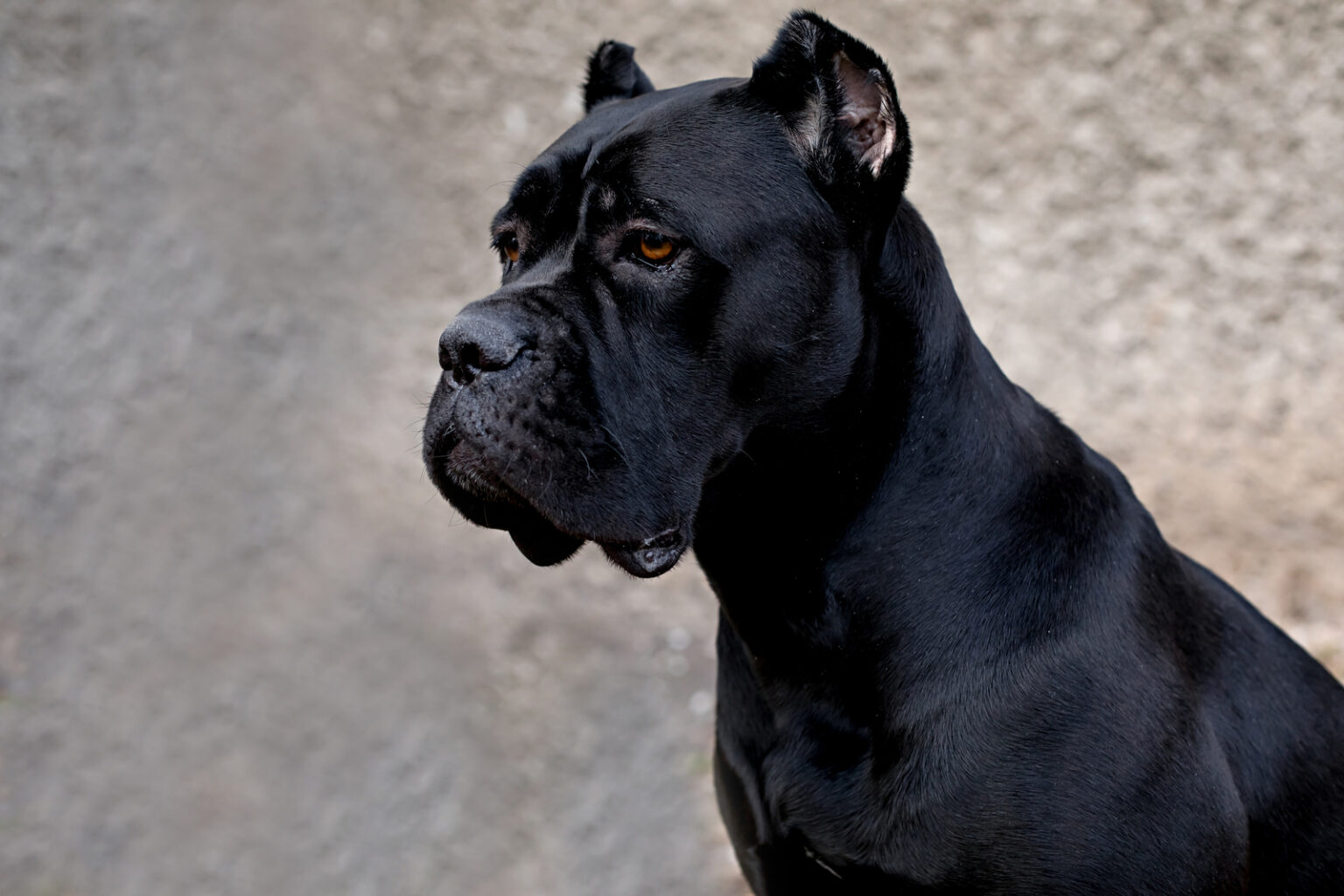 Cane Corso Ear Cropping – To Cut Or Not To Cut? Cane Corso Ear Cropping – To Cut Or Not To Cut?