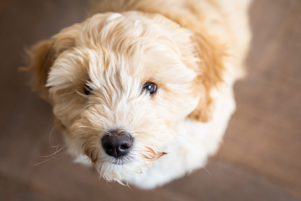 Mini Australian Labradoodle - The Cutest Doodle Out There