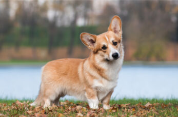 5 Corgi Breeders In Texas: Where To Find This Regal Breed