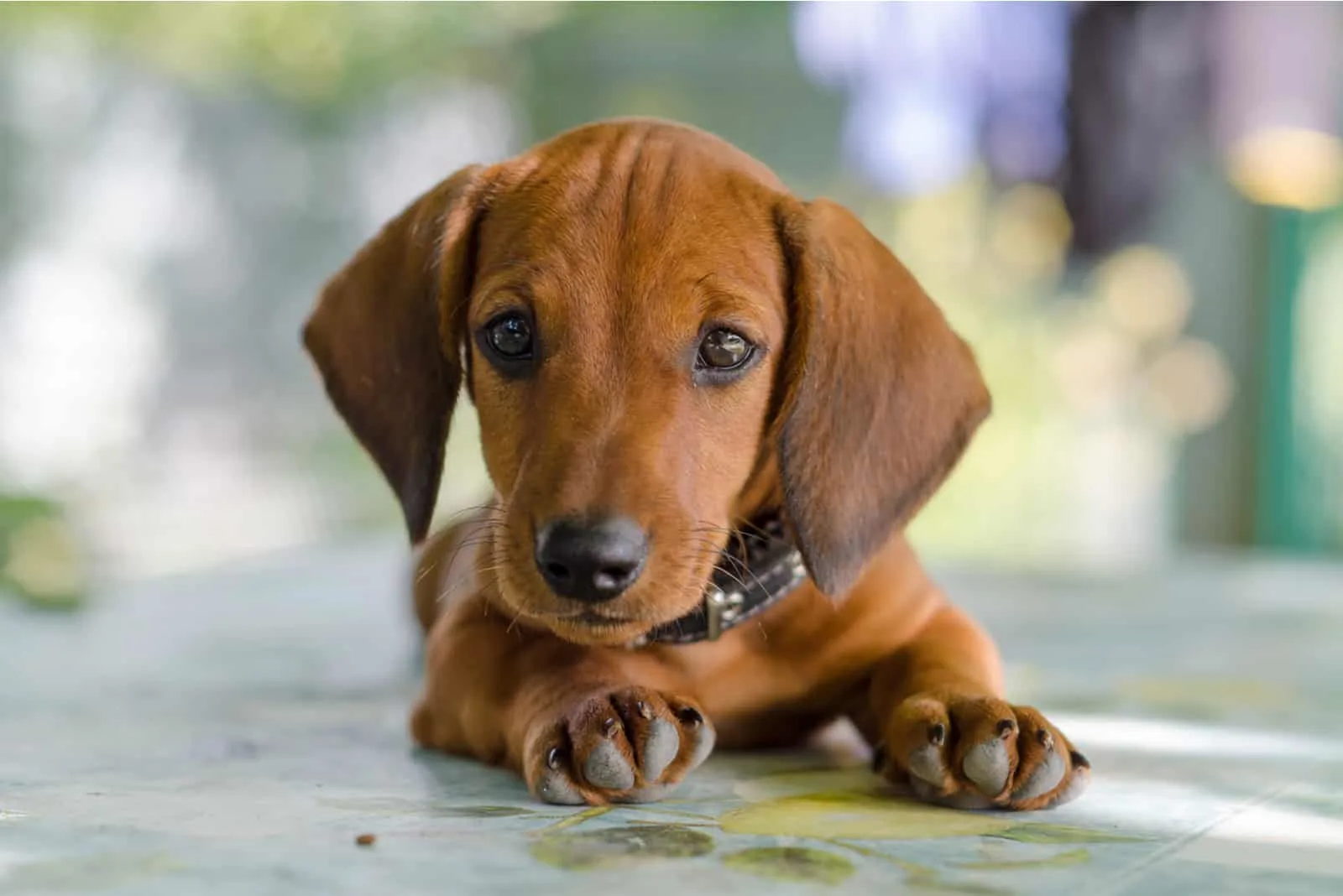 10 Reliable Dachshund Breeders In Florida