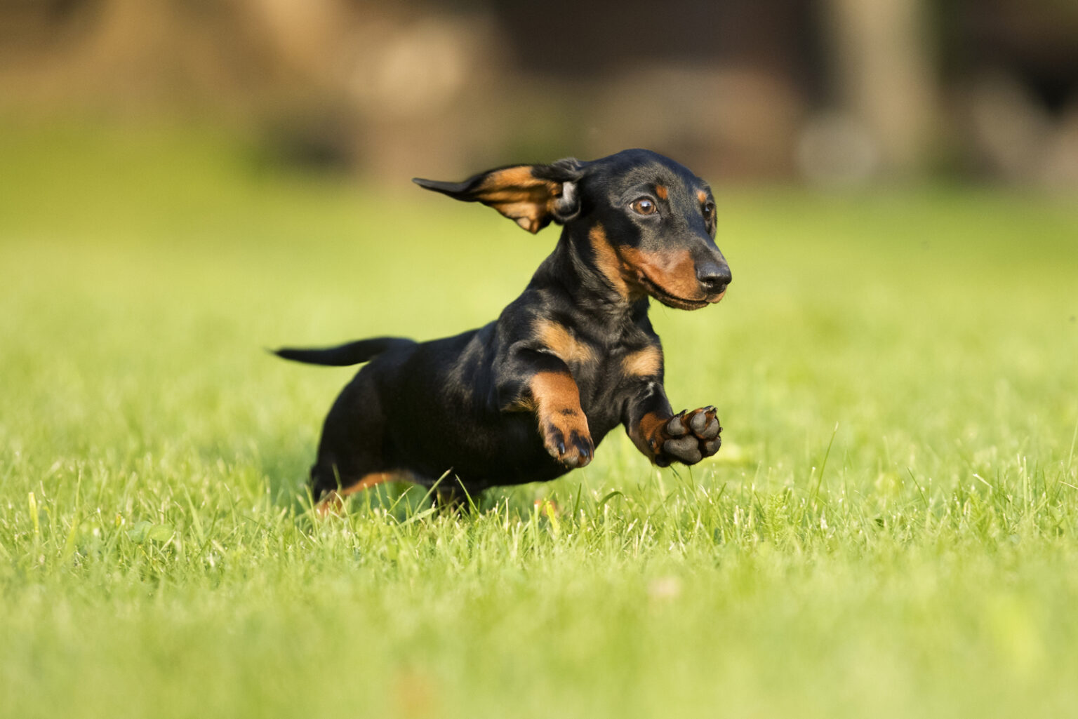10 Reliable Dachshund Breeders In Florida