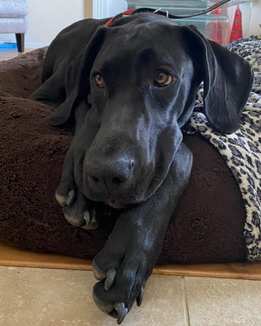 40 Incredible Great Dane Mixes That Will Leave You In Awe